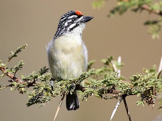 Northern Red-fronted Tinkerbird - eBird