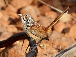 Pilbara Grasswren - eBird