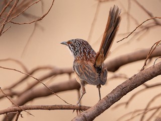Pilbara Grasswren - eBird