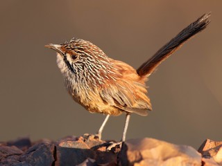 Pilbara Grasswren - eBird