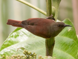 Red-tinged Myzomela - eBird
