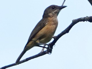 Nendo Whistler - eBird