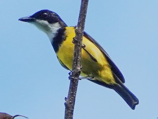 Nendo Whistler - eBird