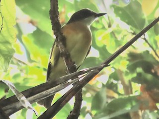 Utupua Whistler - eBird
