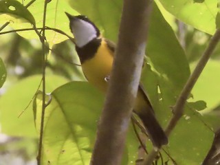 Utupua Whistler - eBird