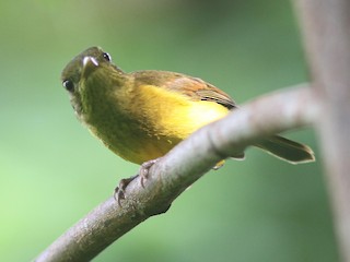 Vanikoro Whistler - eBird