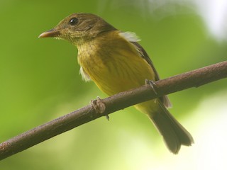 Vanikoro Whistler - eBird