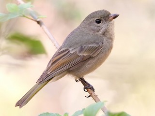 Golden Whistler - eBird