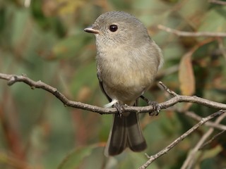 Golden/Western Whistler - eBird