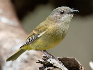 Golden/Western Whistler - eBird