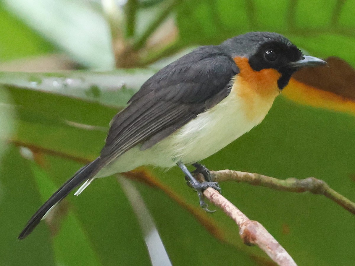 Moluccan Spectacled Monarch - Symposiachrus bimaculatus - Birds of the ...