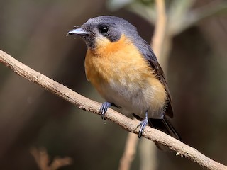 Australian Spectacled Monarch - eBird
