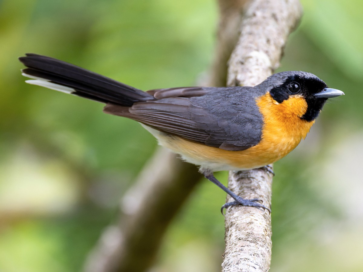 Australian Spectacled Monarch - Symposiachrus trivirgatus - Birds of ...