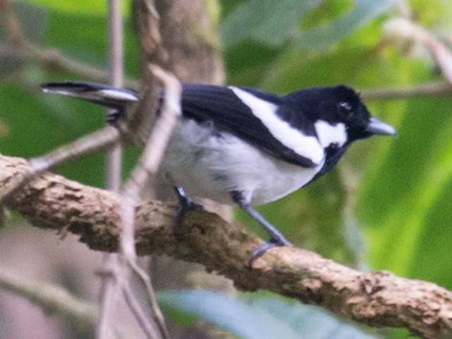 Photos - Solomons Monarch - Symposiachrus barbatus - Birds of the World