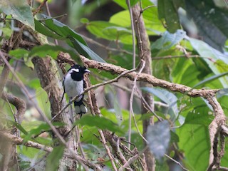Solomons Monarch - eBird