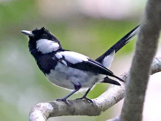 Kolombangara Monarch - eBird