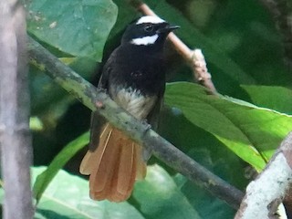Mussau Fantail - eBird