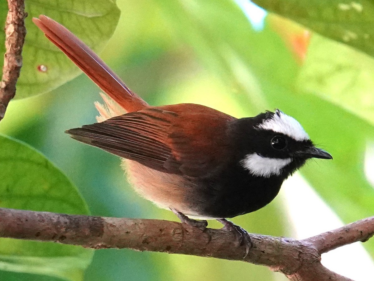 Mussau Fantail - Rhipidura matthiae - Birds of the World