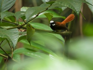 Mussau Fantail - eBird