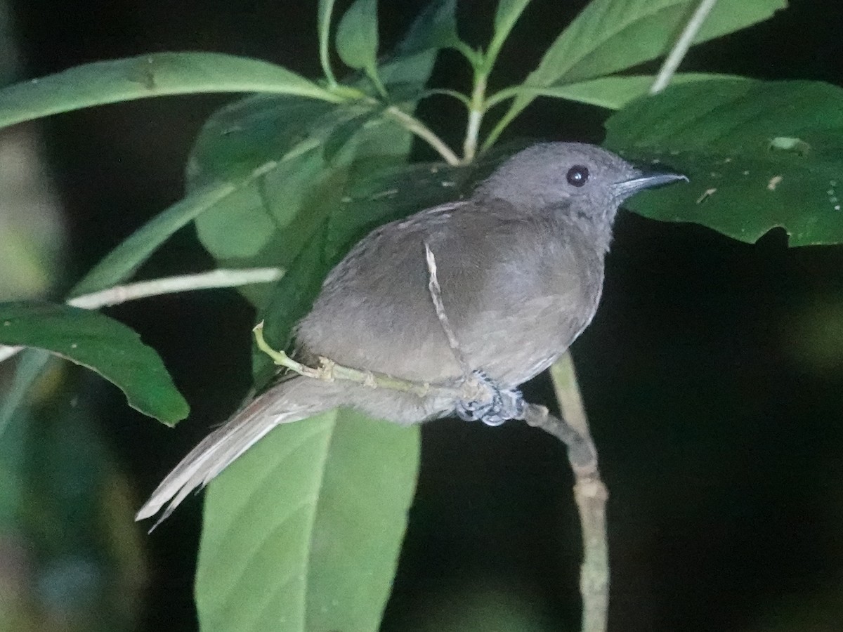 Little Shrikethrush (Mamberamo) - eBird