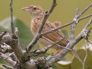 Plains Lark - eBird