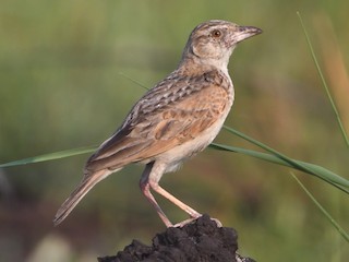 Plains Lark - eBird