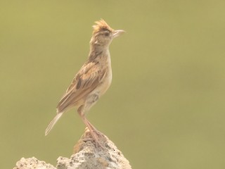 Plains Lark - eBird