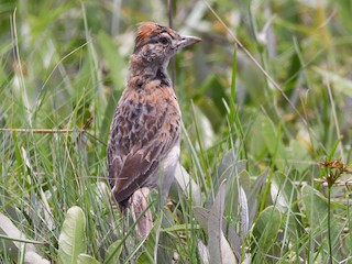 Plains Lark - eBird