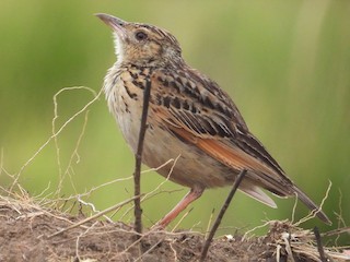 Plateau Lark - eBird