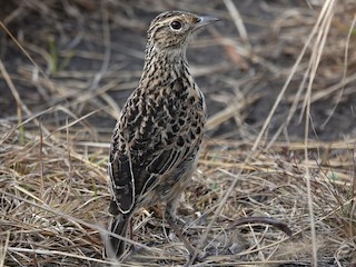 Plateau Lark - eBird