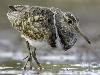 Australian Painted-Snipe - eBird