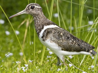 Australian Painted-Snipe - eBird