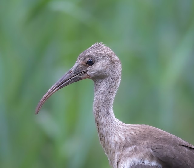Pennsylvania Bird Atlas - Discover a new world of birding...