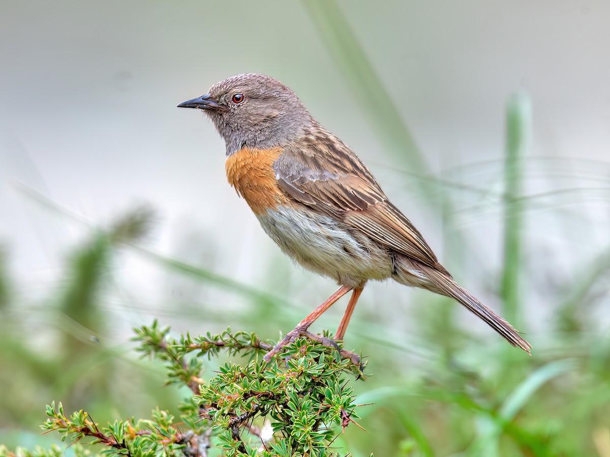 Robin Accentor - Prunella rubeculoides - Birds of the World