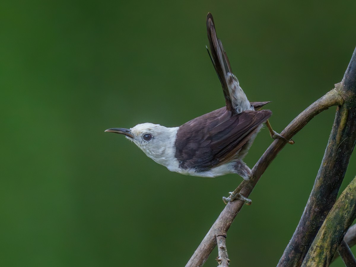 White-headed Wren - Campylorhynchus albobrunneus - Birds of the World