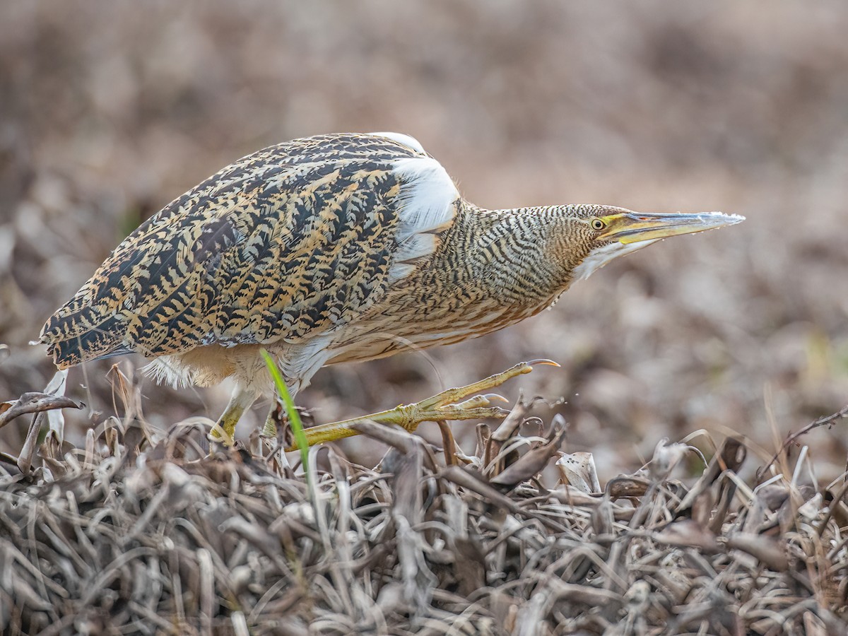 Pinnated Bittern - Botaurus pinnatus - Birds of the World