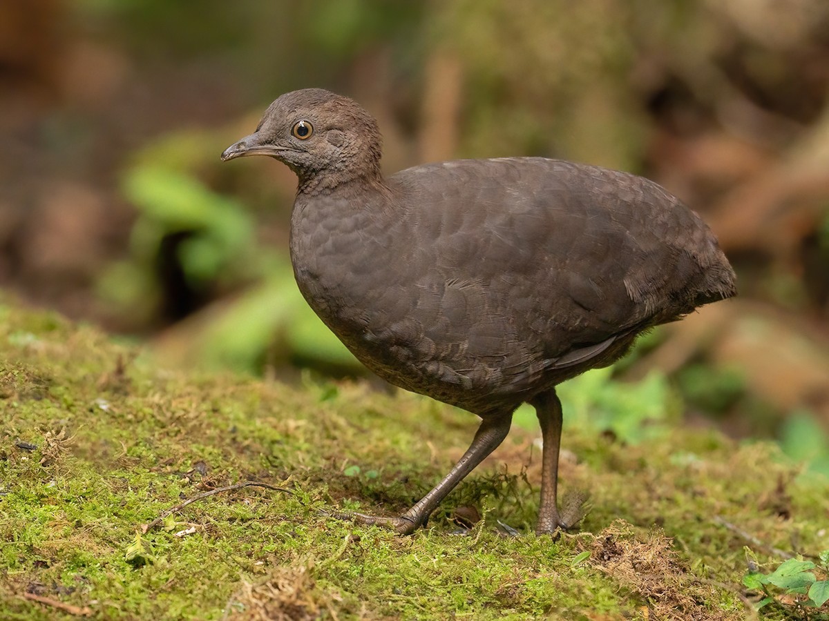 Cinereous Tinamou - Crypturellus cinereus - Birds of the World