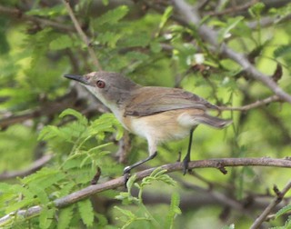 Rufous-sided Gerygone - Gerygone dorsalis - Birds of the World