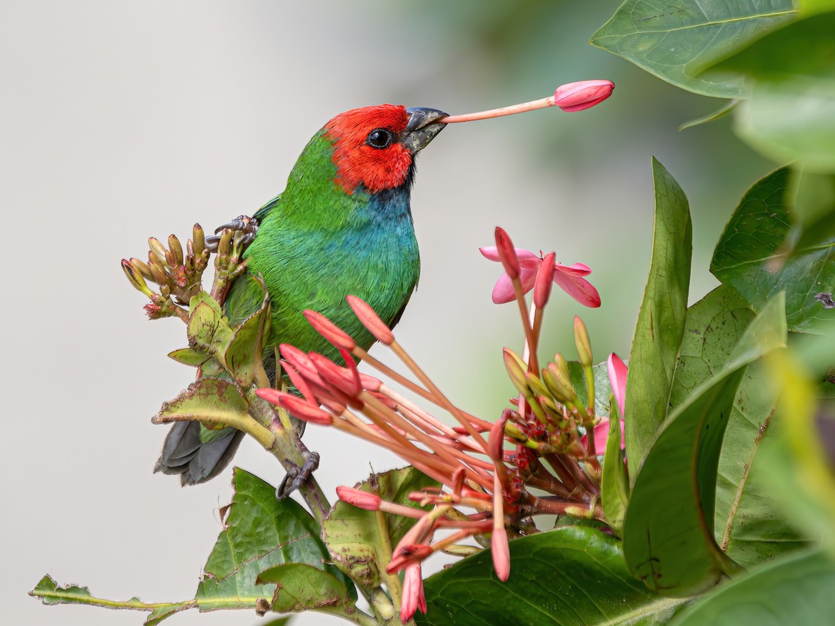 Fiji Parrotfinch - Erythrura pealii - Birds of the World