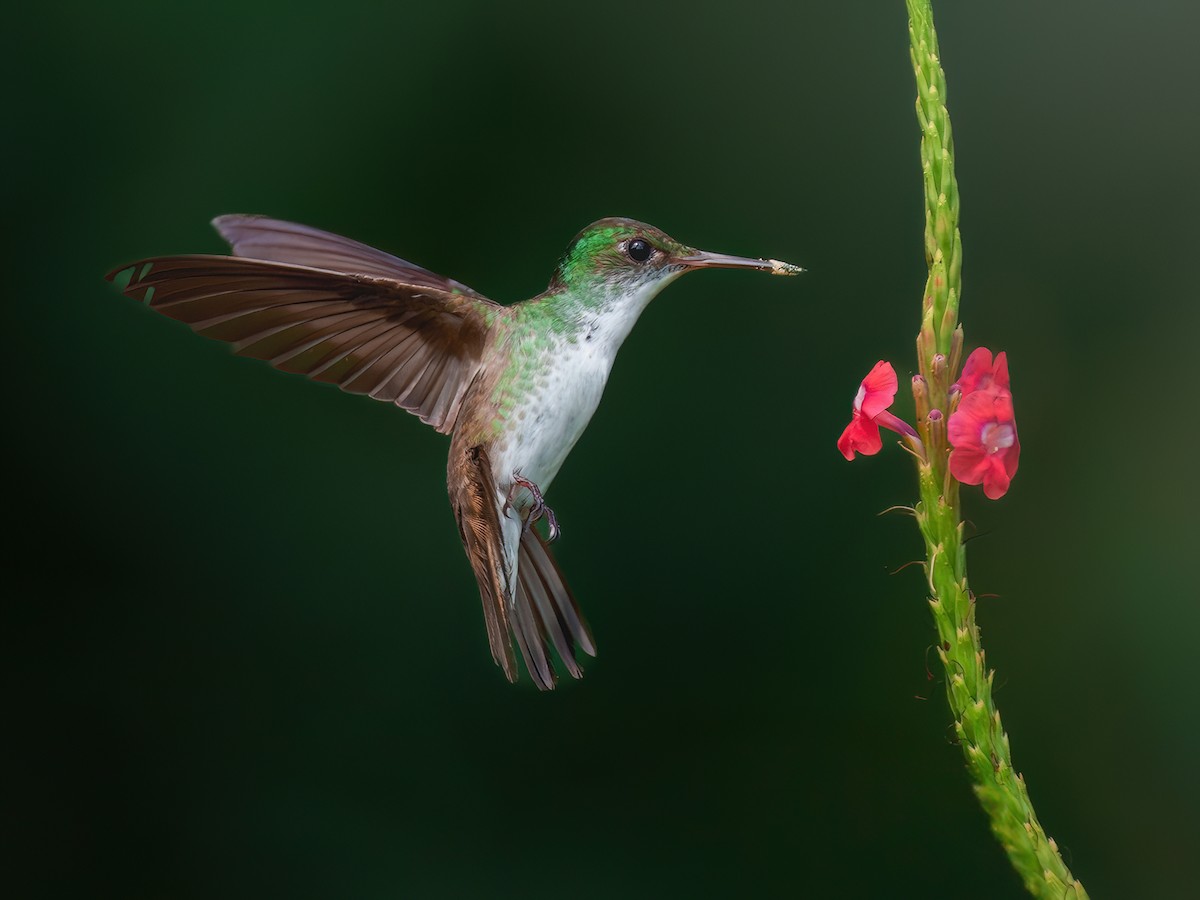 White-bellied Emerald - Chlorestes candida - Birds of the World