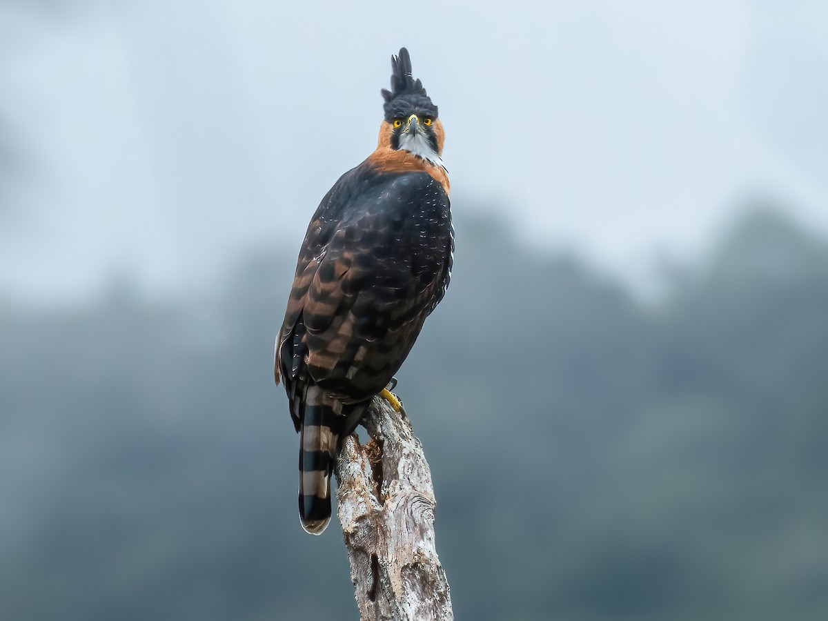 Ornate Hawk-Eagle - Spizaetus ornatus - Birds of the World