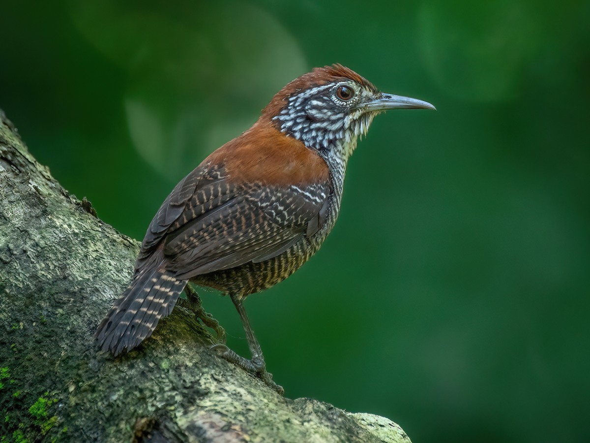 Riverside Wren - Cantorchilus semibadius - Birds of the World