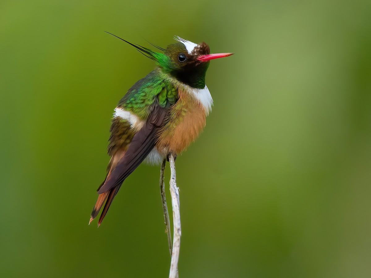 White-crested Coquette - Lophornis adorabilis - Birds of the World