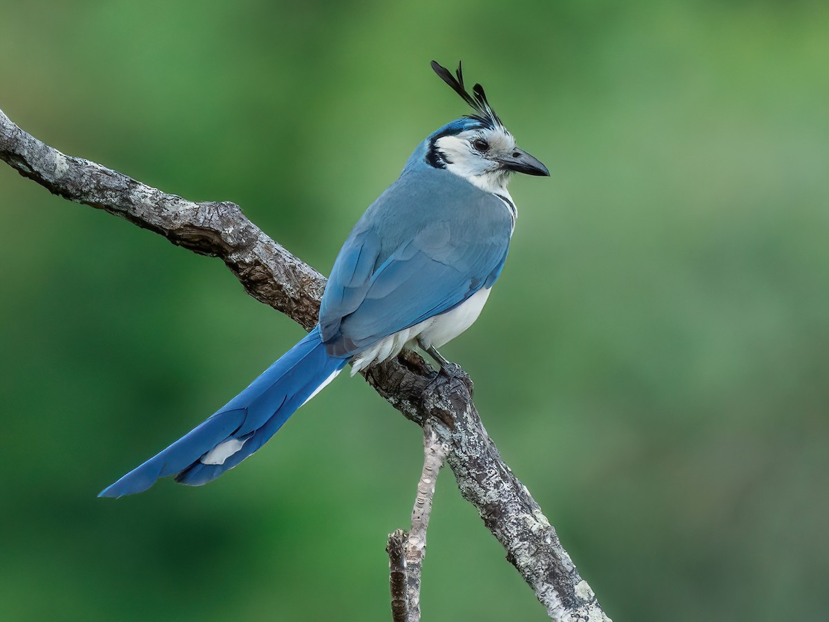 White-throated Magpie-Jay - Cyanocorax formosus - Birds of the World