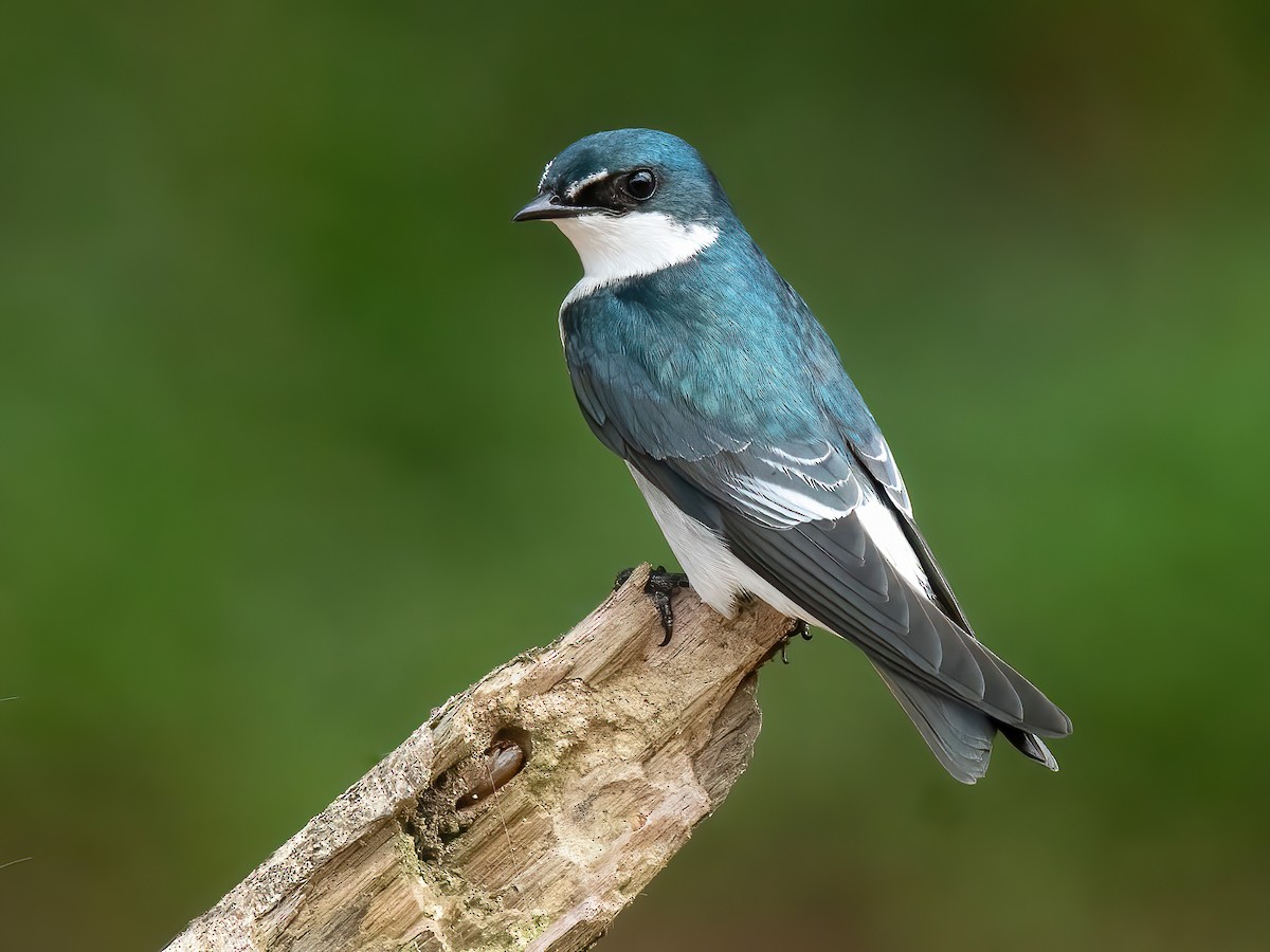 Mangrove Swallow - Tachycineta albilinea - Birds of the World