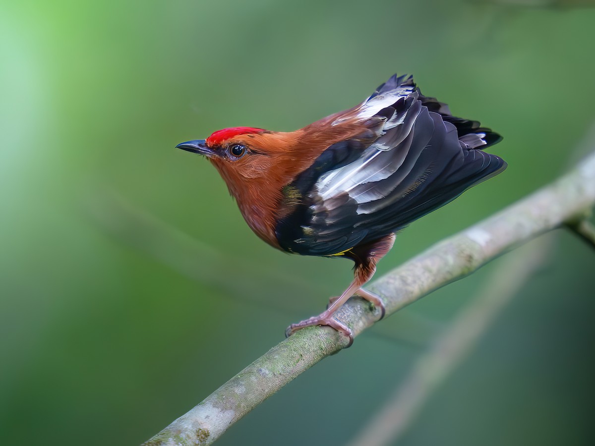 Club-winged Manakin - Machaeropterus deliciosus - Birds of the World