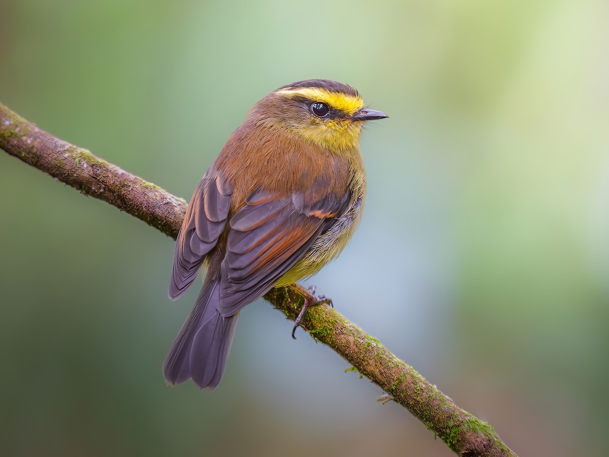 Yellow-bellied Chat-Tyrant - Silvicultrix diadema - Birds of the World