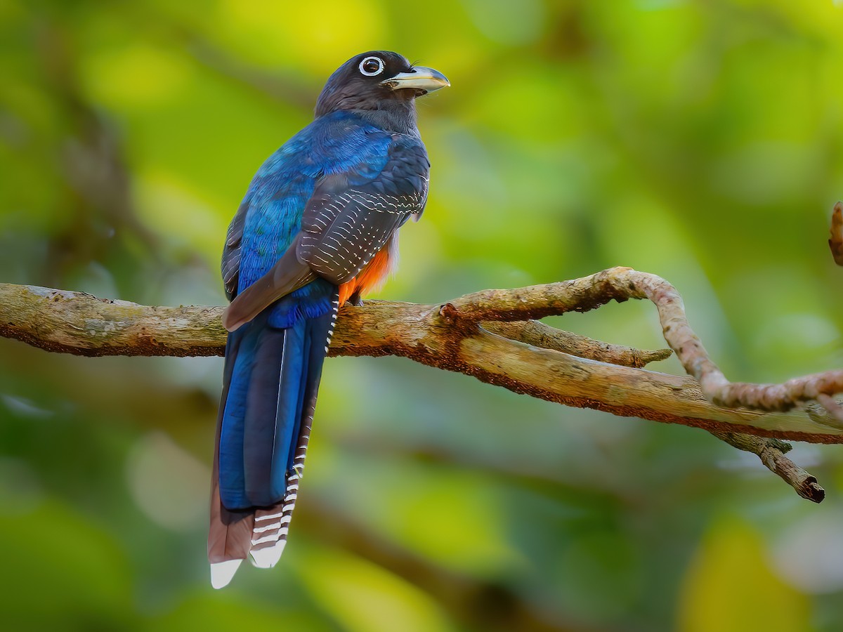 Baird's Trogon - Trogon bairdii - Birds of the World