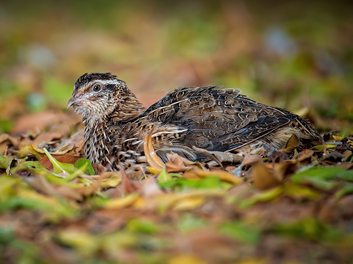 Common Quail - Coturnix coturnix - Birds of the World