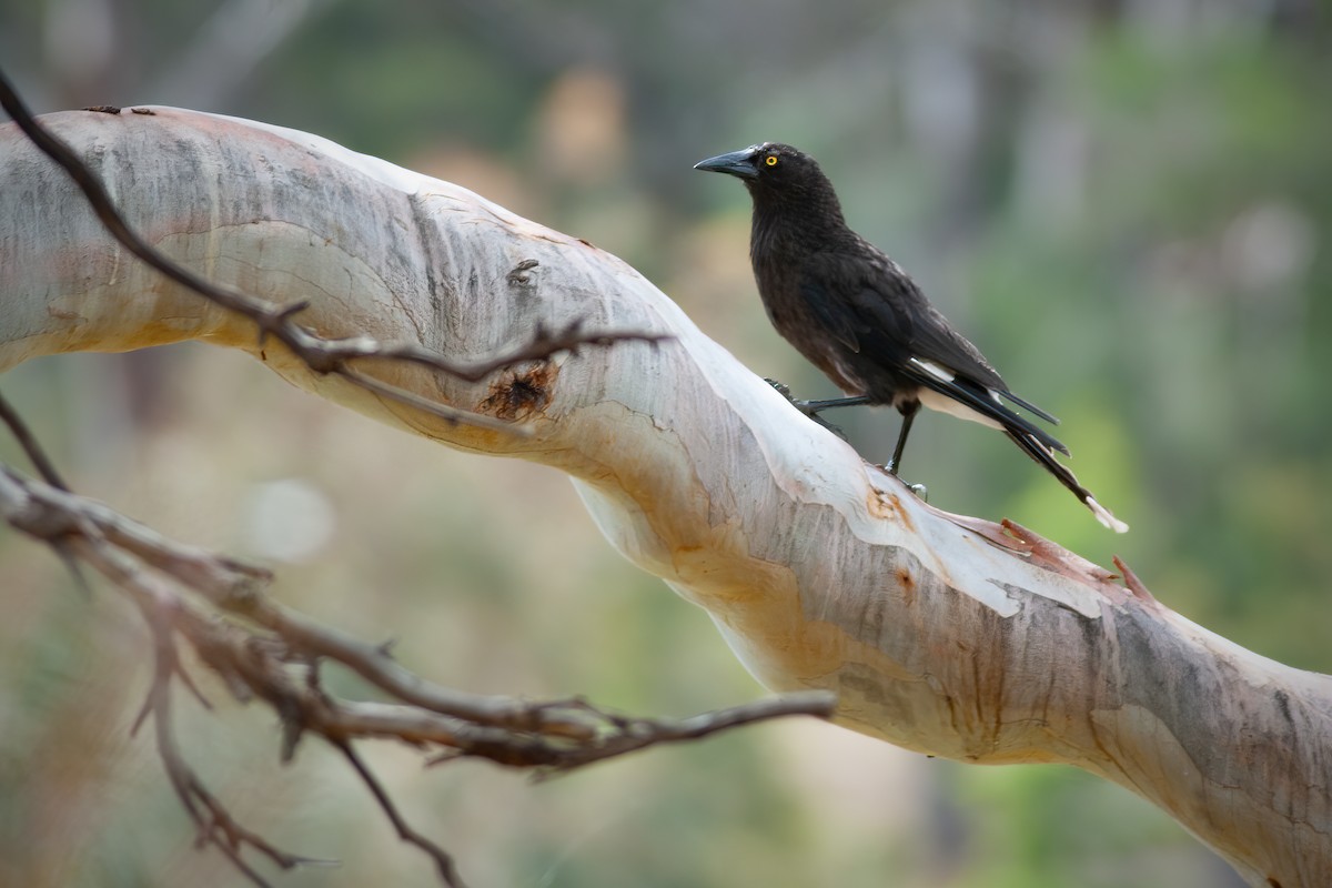Grey Currawong (Clinking) - eBird
